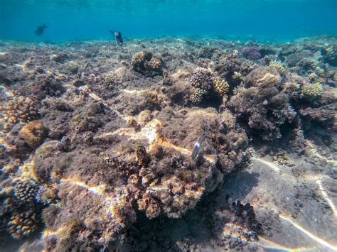 320 Favus Fotografías De Stock Fotos E Imágenes Libres De Derechos Istock