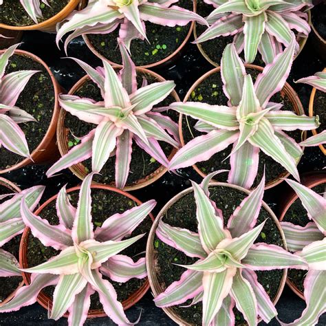 Epiphytic Plant Earth Star Plant Naugjustplants