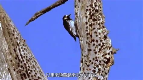 啄木鸟高频率啄树，树：你就不怕脑震荡啊！密集恐惧症慎入！ 高清1080p在线观看平台 腾讯视频