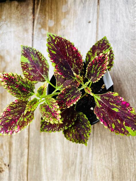Coleus Pinata, Furniture & Home Living, Gardening, Plants & Seeds on ...