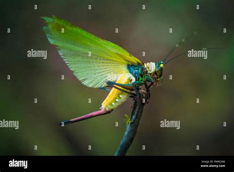 Grasshopper Heart Grasshopper Heart