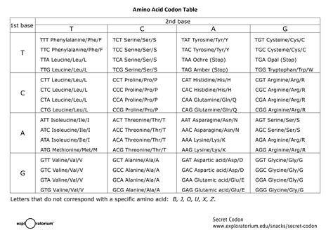 Amino Acids Codons