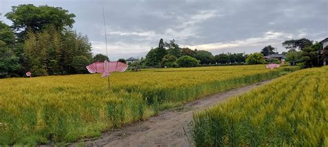 令和4年度収穫しました 鴇嶺ときがみね