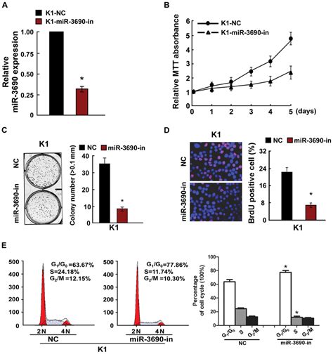 Inhibition Of MiR 3690 Inhibited TC Cell Proliferation A Validation