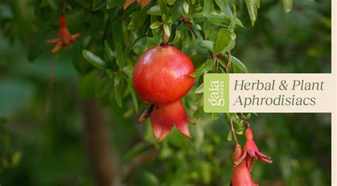 Do Herbal Aphrodisiacs Really Work