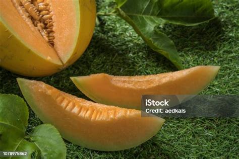 Kecambah Muda Melon Jepang Atau Tanaman Melon Cantaloupe Yang Tumbuh Di Rumah Kaca Foto Stok