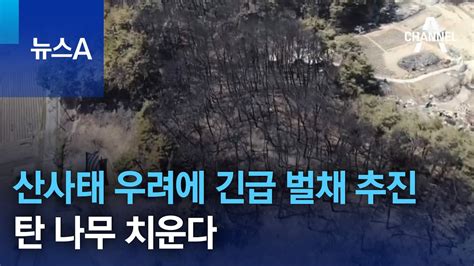 산사태 우려에 긴급 벌채 추진탄 나무 치운다 뉴스a Youtube