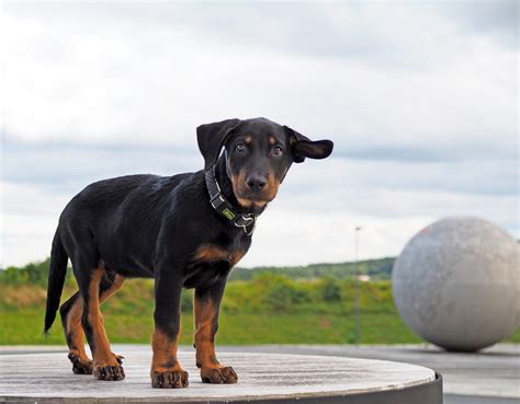 Hip Dysplasia In Dogs Behavior Understanding The Causes Symptoms And