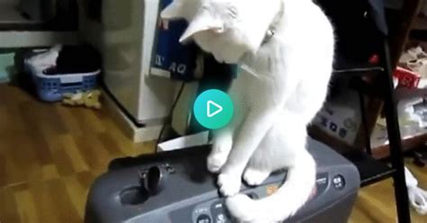 The Useless Cat  On Imgur