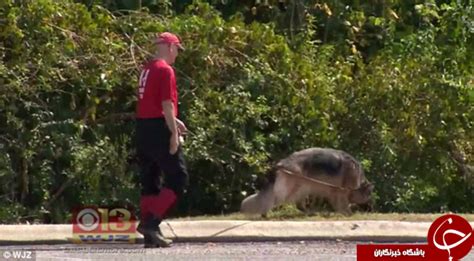 پسر نوجوان خواهر ناتنی‌اش را با چاقو کشت جسد قاتل 4 روز بعد کشف شد تصاویر