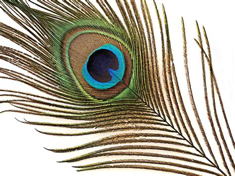 Royalty Free Photo Green And Black Peacock Leaf Pickpik