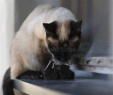 The Siamese Cat Is Carrying A Small Mouse Stock Image Image Of Attack Ground 179810497