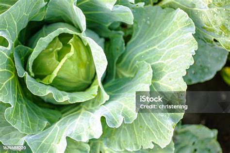 정원의 채소밭에서 자라는 양배추 머리 농업 인간을위한 건강하고 건강한 음식 가득 찬에 대한 스톡 사진 및 기타 이미지 가득 찬 건강한 식생활 날것 Istock