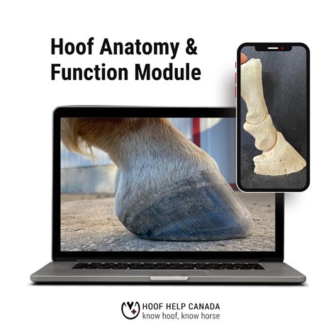 Hoof Anatomy Function Hoof Help Canada