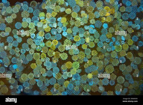 Hibiscus Hibiscus Spec Pollen Of Hibiscus Fluorescence Uv Light