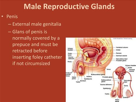 Ppt Reproductive System Powerpoint Presentation Free Download Id