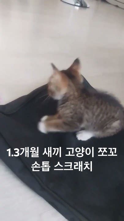 새끼 고양이 쪼꼬 손톱 스크래치 Youtube