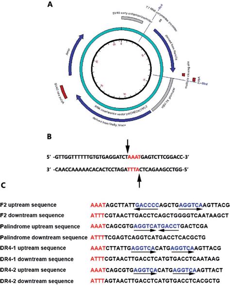 A The Reporter Plasmids B The Cutting Site C The Nucleotide