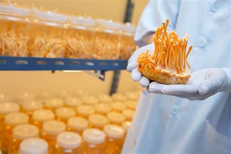 Cordyceps Fungi Host