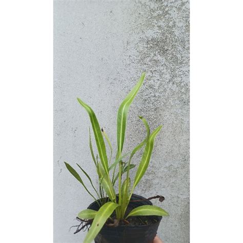妞妞花園 水生植物 鹵蕨 3吋 蝦皮購物