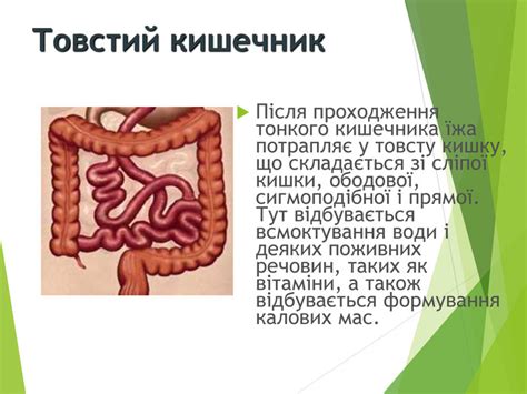 Презентація Травлення людини