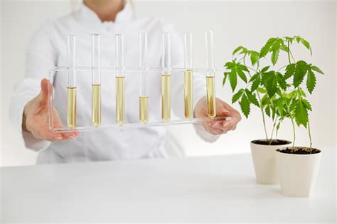 마리화나 식물에서 추출한 Cbd 오일을 가진 유리 그릇을 들고 있는 여성 과학자 의료 대마초에서 의료 약국 테이블에 프리스트