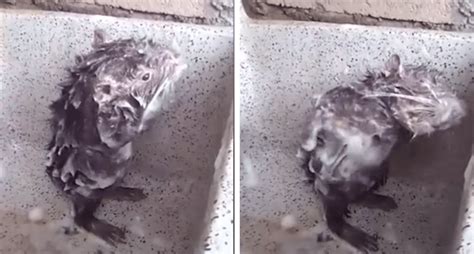 Rat Takes A Soapy Shower And The Internet Doesnt Know What To Do