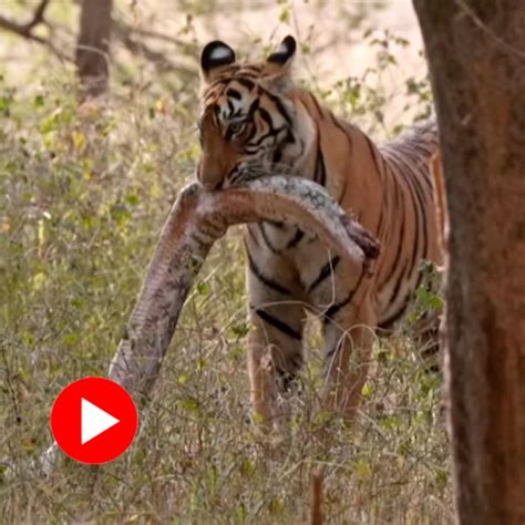 Viral Video Video Of Tiger Eating Python Goes Viral Dgtl Anandabazar