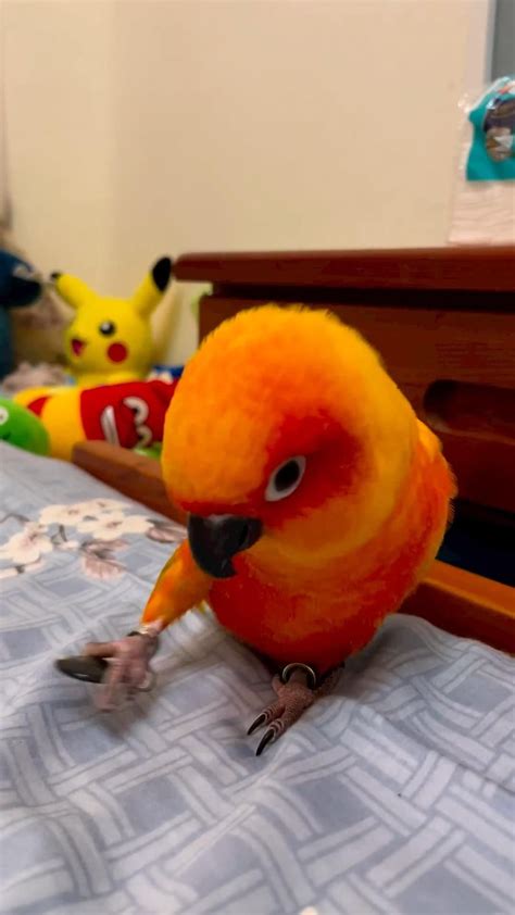 Dancing Funny Parrots Funny Birds Pet Bird