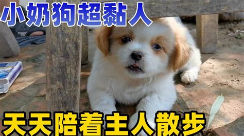 小奶狗超黏人，天天陪着主人散步，太可爱了 Youtube