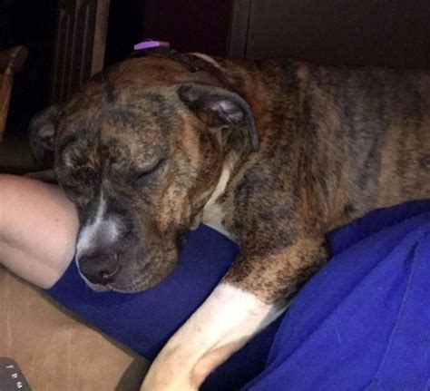 21 Year Old Inspires People To Share Photos Of “vicious Pit Bull