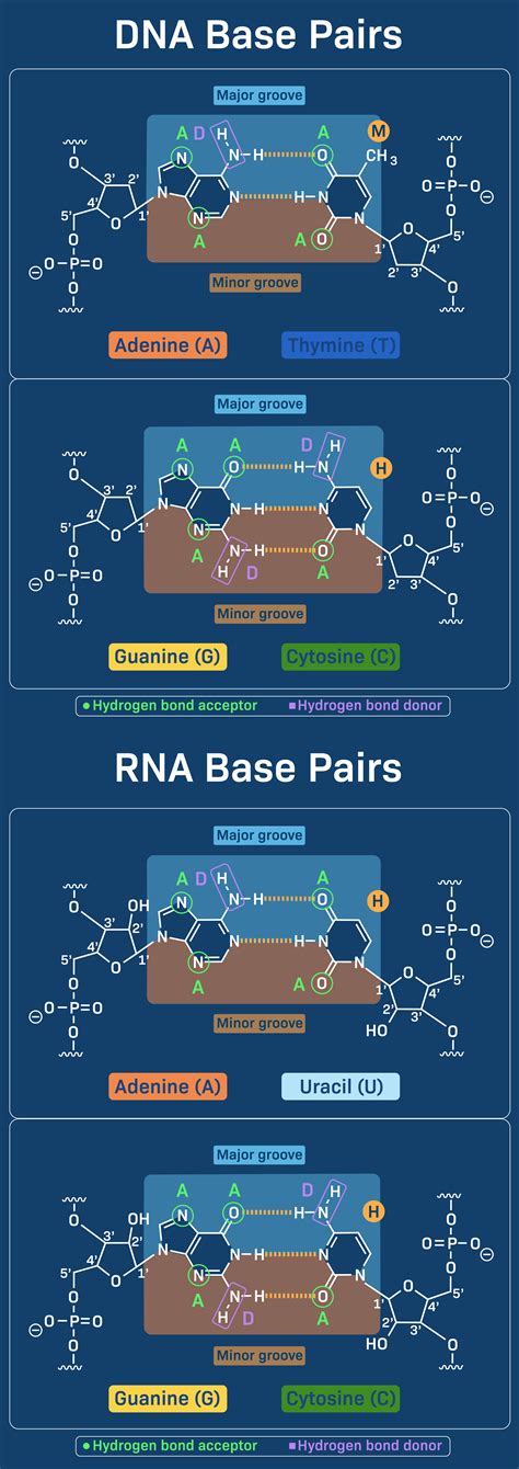 Base Base Pairing
