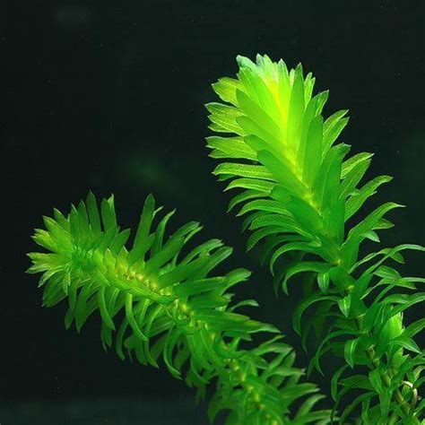 Egeria Plant Alchetron The Free Social Encyclopedia