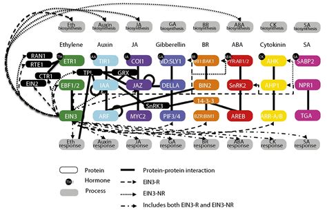 The Fruit Ripening Hormone Ethylene Rare Fruit Club Wa