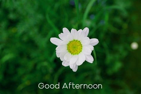 143 Beautiful Good Afternoon Images Hd 1080p Download