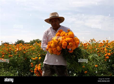 Non Exclusive October 20 2023 State Of Puebla Mexico Cempasuchil