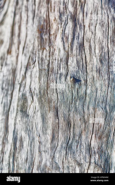 Abstract Texture Of A Surface Tree Like Background Grain Stock Photo Alamy