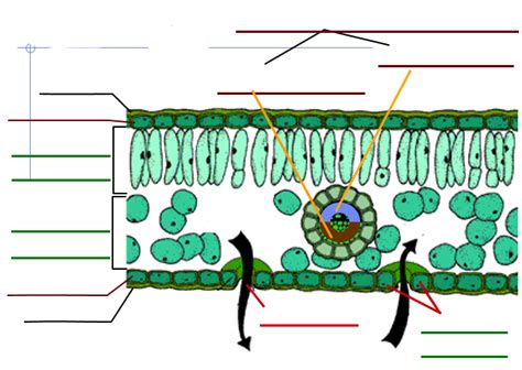 Unit 4 Set 1 Atp And Photosynthesis Diagram Quizlet