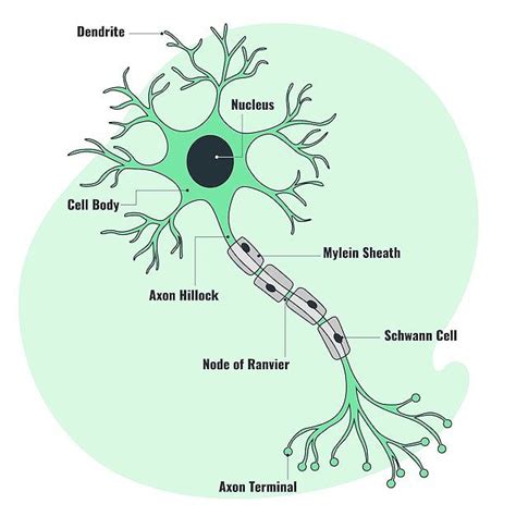 神经细胞扁平插画矢量图设计素材