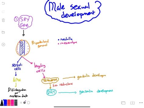 Normal Female Sexual Differentiation And Development Flashcards Quizlet