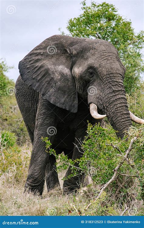 African Elephant Stands Among Trees In Natural Habitat Savanna Stock