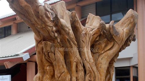 New Life For Tdbs Ngatae Tree Matangi Tonga