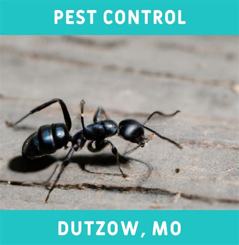 Pest Control Dutzow Mo 888 251 0826