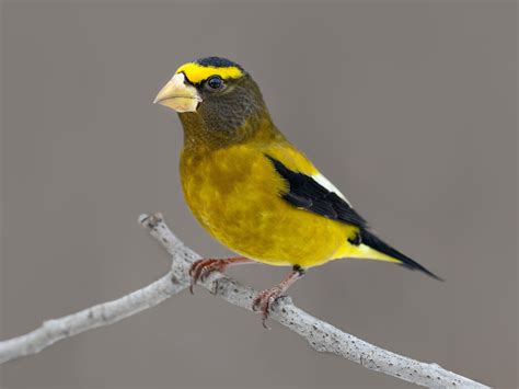 Evening Grosbeak — Facts Habitat And Identification Birdfact Birdfact