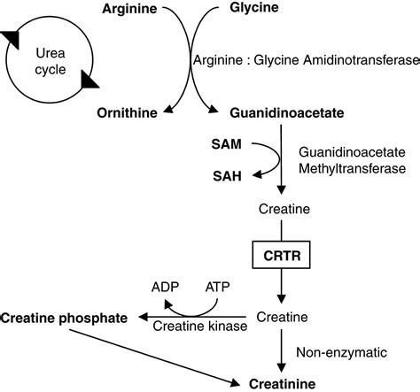 Creatine Phosphate