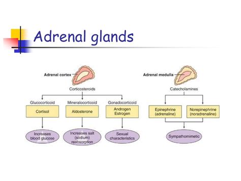 Ppt Endocrine System Powerpoint Presentation Free Download Id 9644338