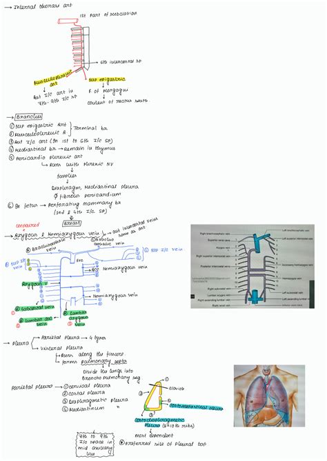 SOLUTION Thorax Anatomy Studypool