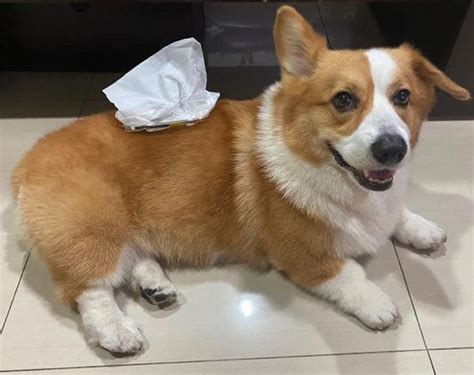 開刀剃毛！柯基變「抽取式紙盒狗」 垂耳拒絕下車：形象破滅了 Ettoday寵物雲 Ettoday新聞雲