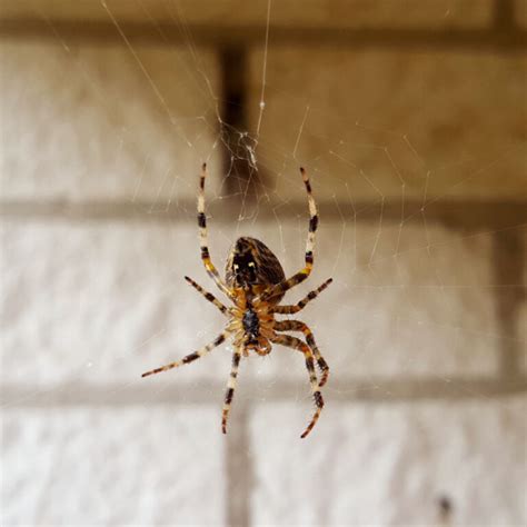 How To Stop Spiders Easy Ways To Keep Spiders Outside