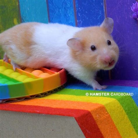 Hamster Cardboard 🐹 Hamster Escapes The Colorful Diy Pop It Maze For